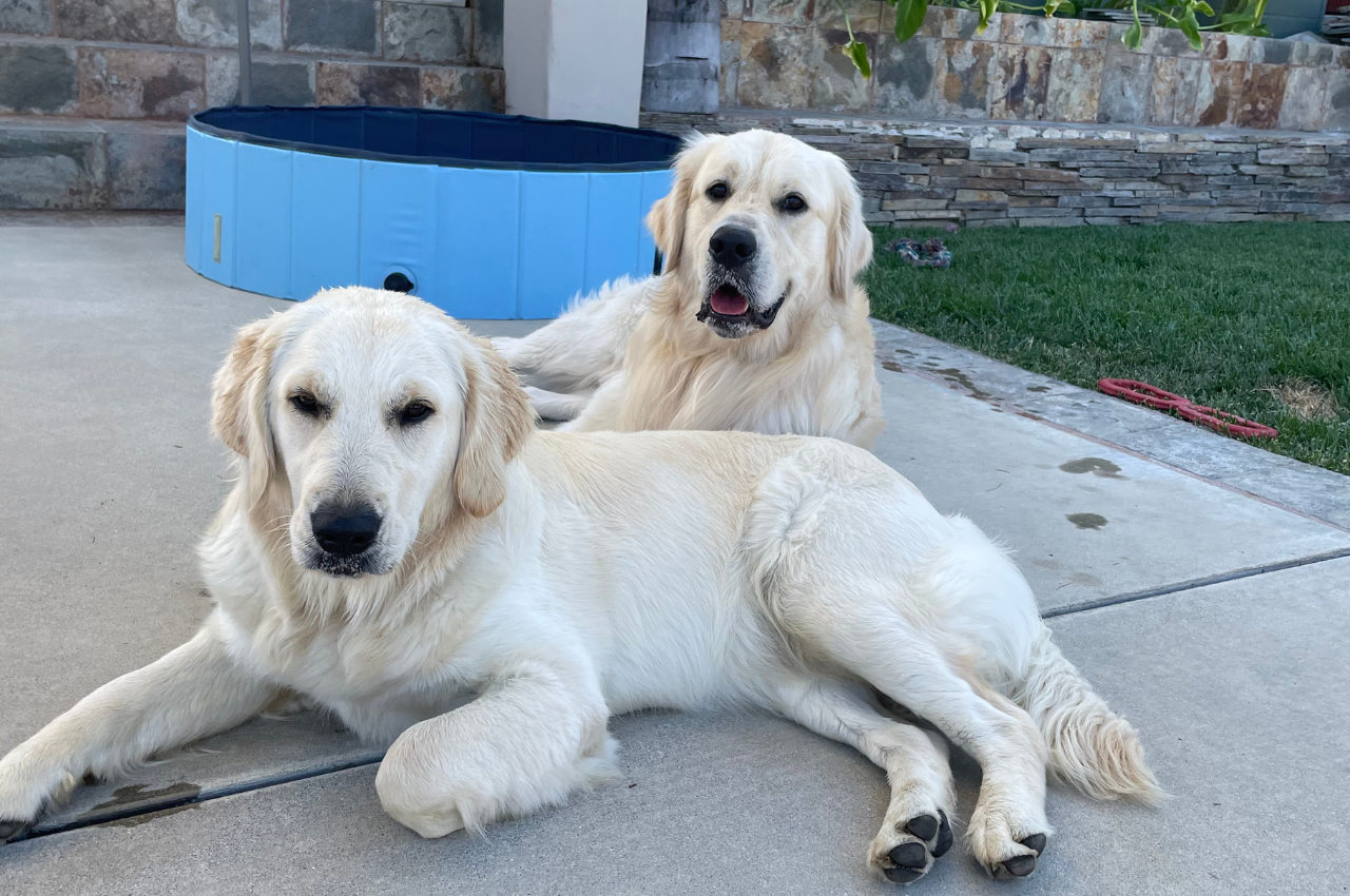 4 Fun Ways to Have a Cool Pet in the Summer Heat | Integrative Pet ...