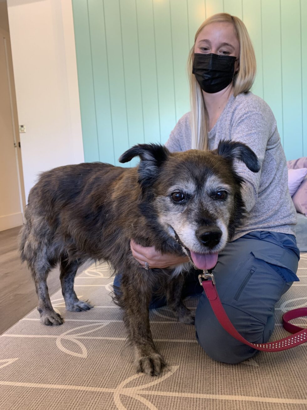 4 Reasons Why Your Senior Pet Needs Early Detection Screening Tests ...