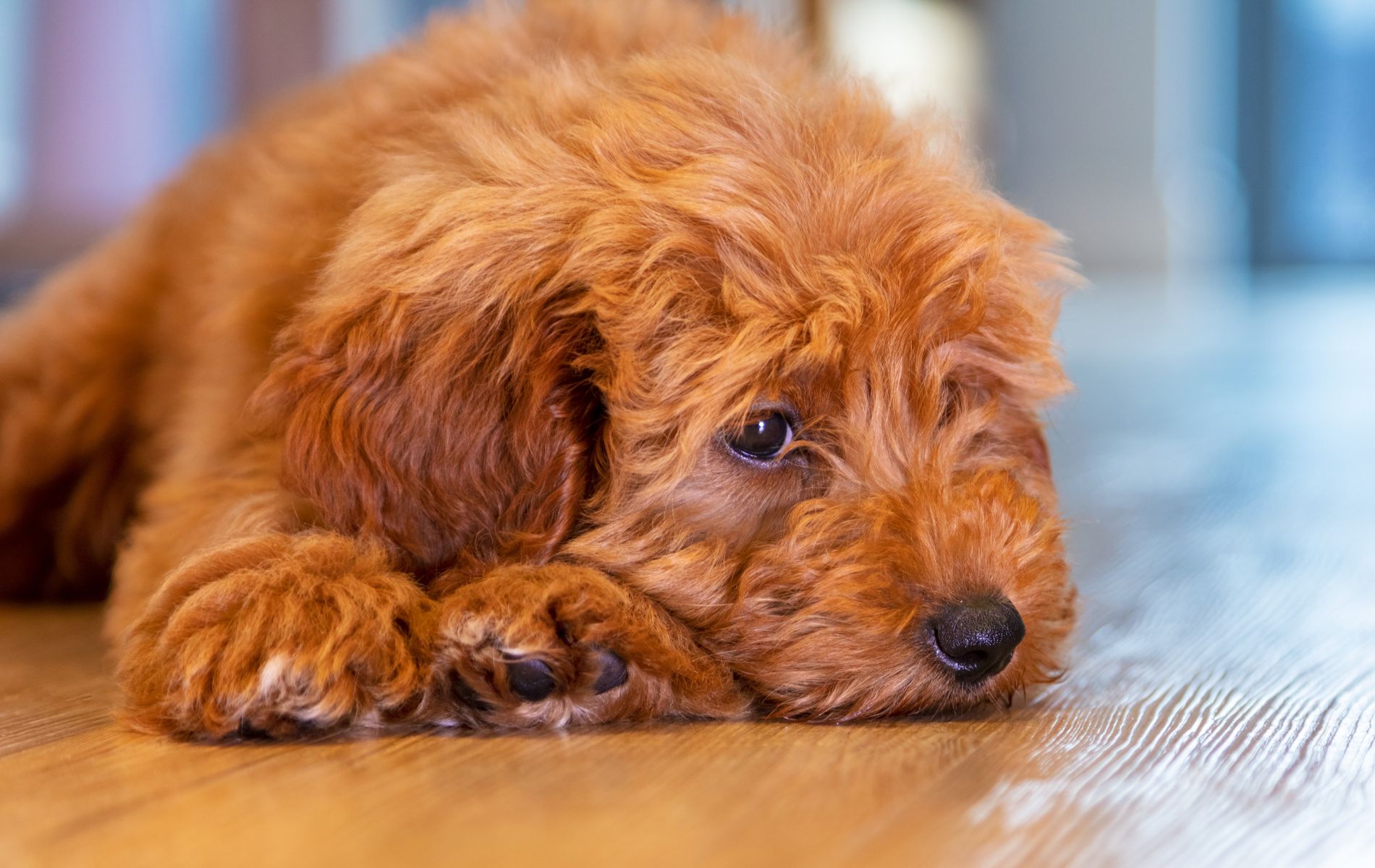 But first, relax. 🐾 | Integrative Pet Wellness Center