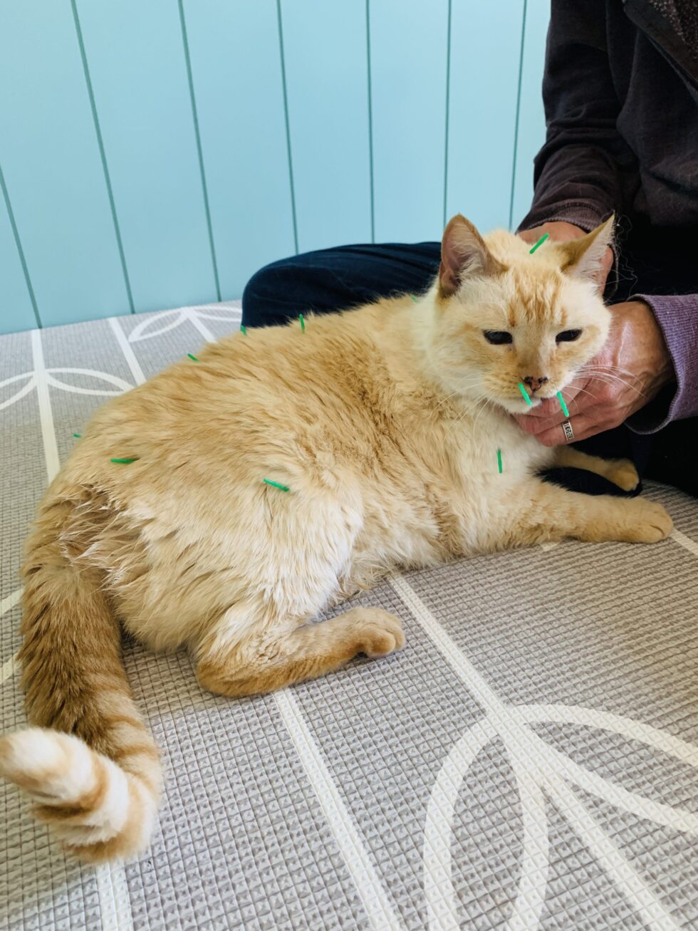 The Benefits of Veterinary Acupuncture | Integrative Pet Wellness Center