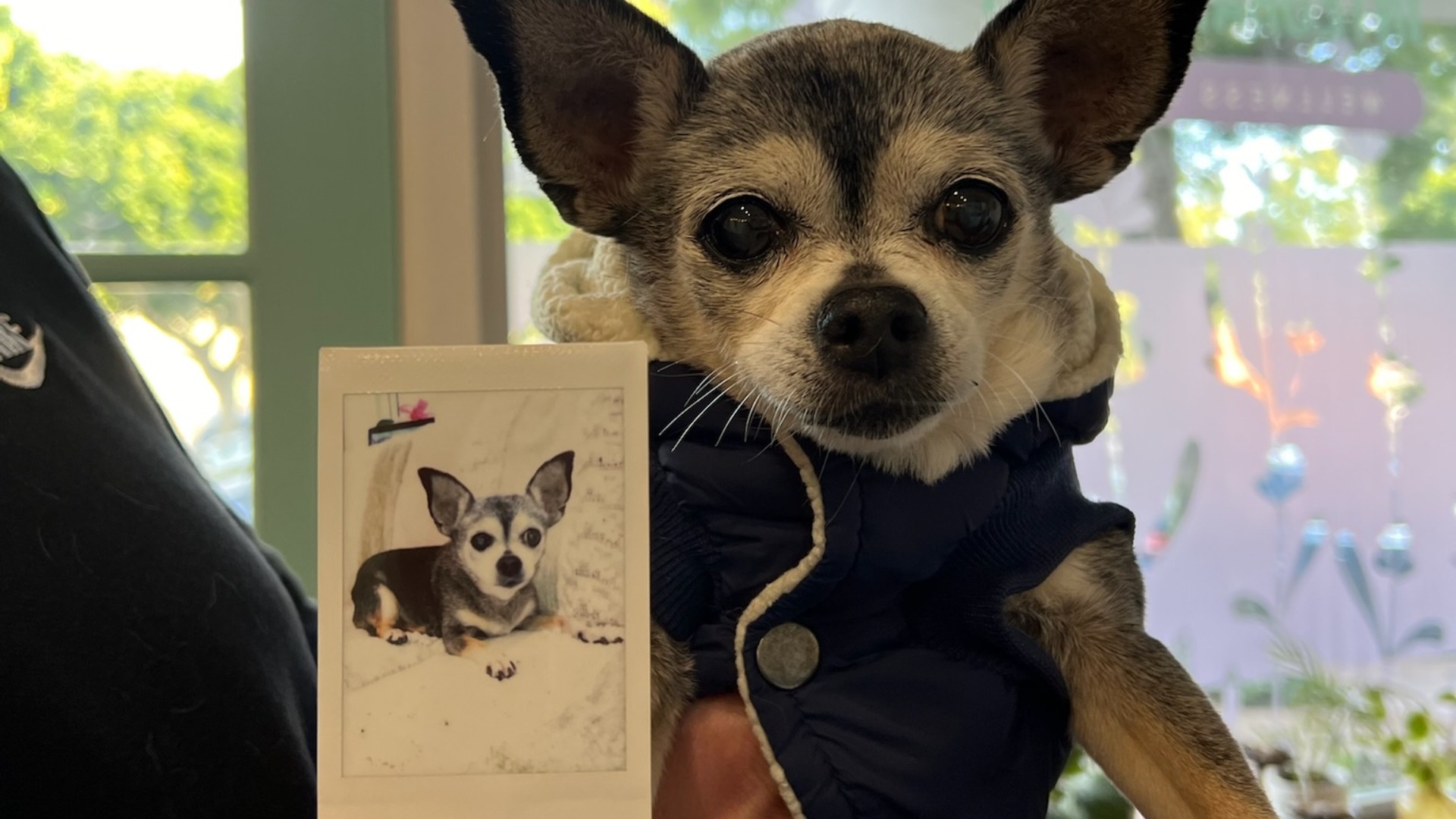 Integrative Pet Wellness Center Gallery | Rolling Hills Estates, CA