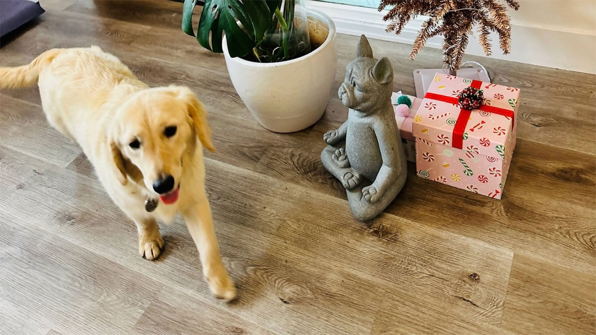 New Patient Center | Integrative Pet Wellness Center