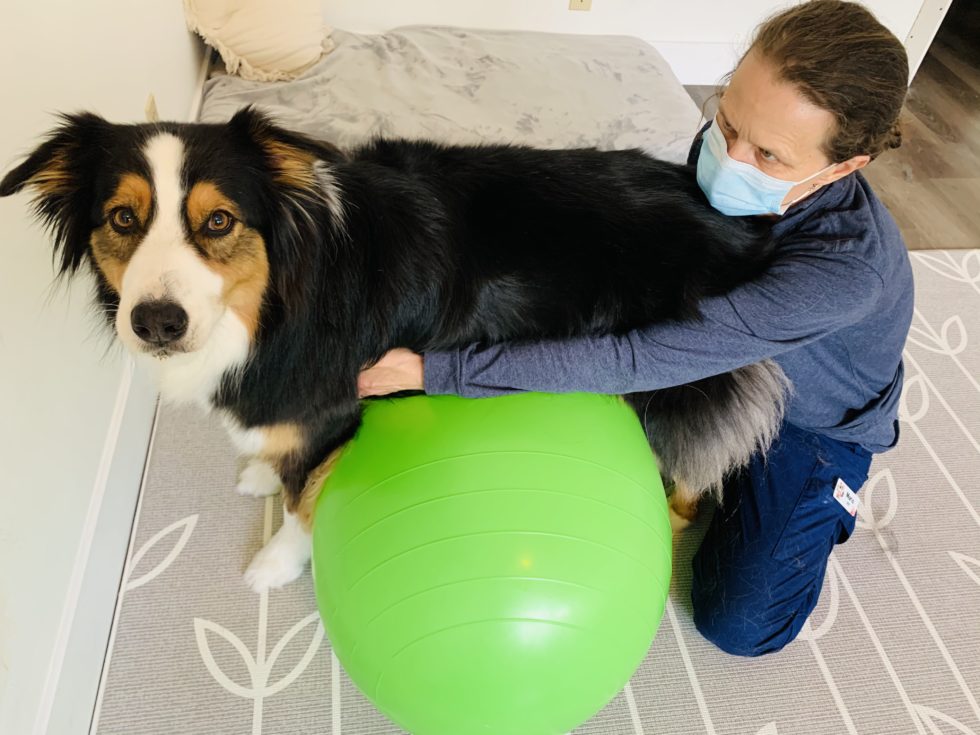 The Importance of Pet Rehabilitation | Integrative Pet Wellness Center